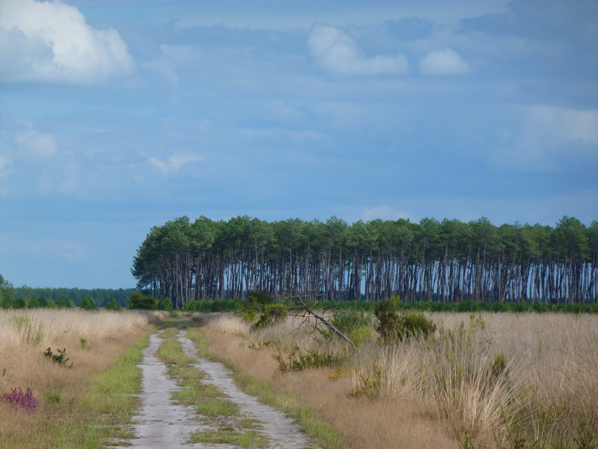 La forêt landaise - Gite des Landes de BoutouraGite des Landes de Boutoura