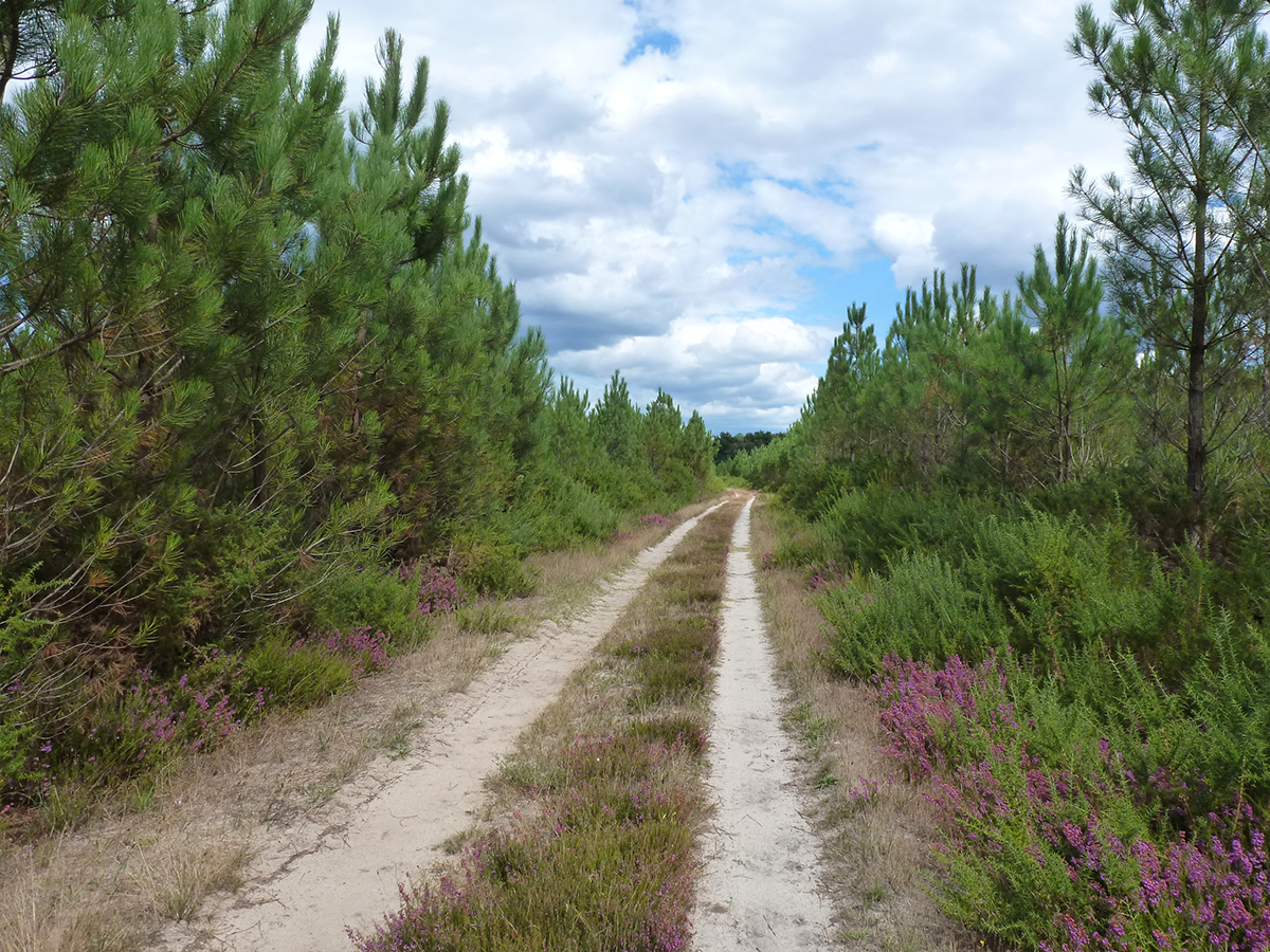 La forêt landaise - Gite des Landes de BoutouraGite des Landes de Boutoura