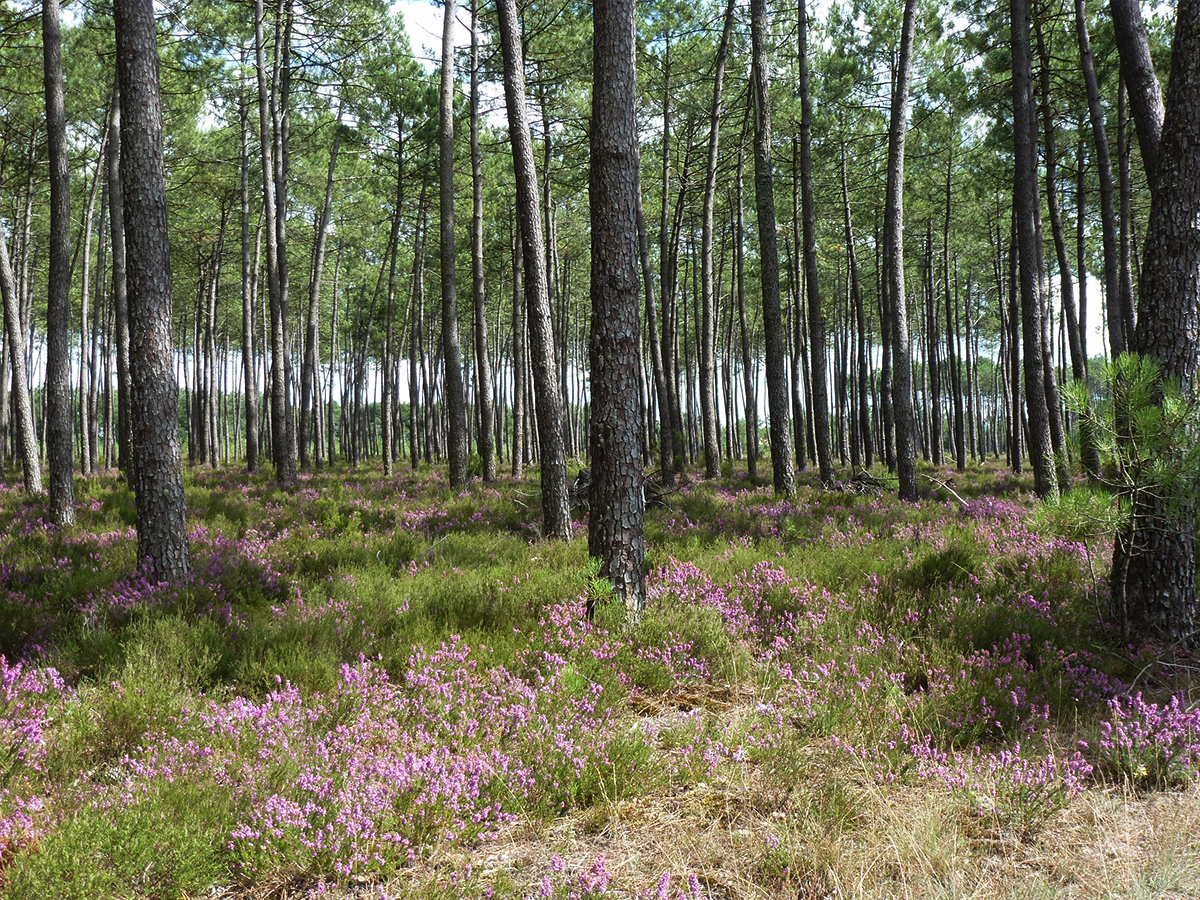 La forêt landaise - Gite des Landes du BoutouraGite des Landes du Boutoura