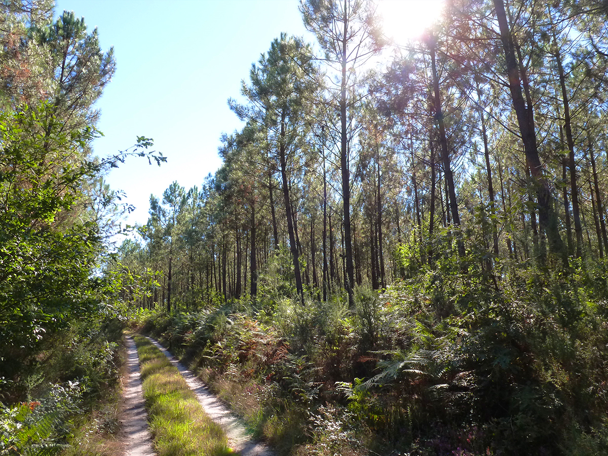 La forêt landaise - Gite des Landes de BoutouraGite des Landes de Boutoura