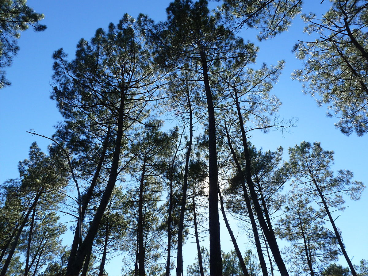 Photos du gite et des paysages landaisGite des Landes de Boutoura