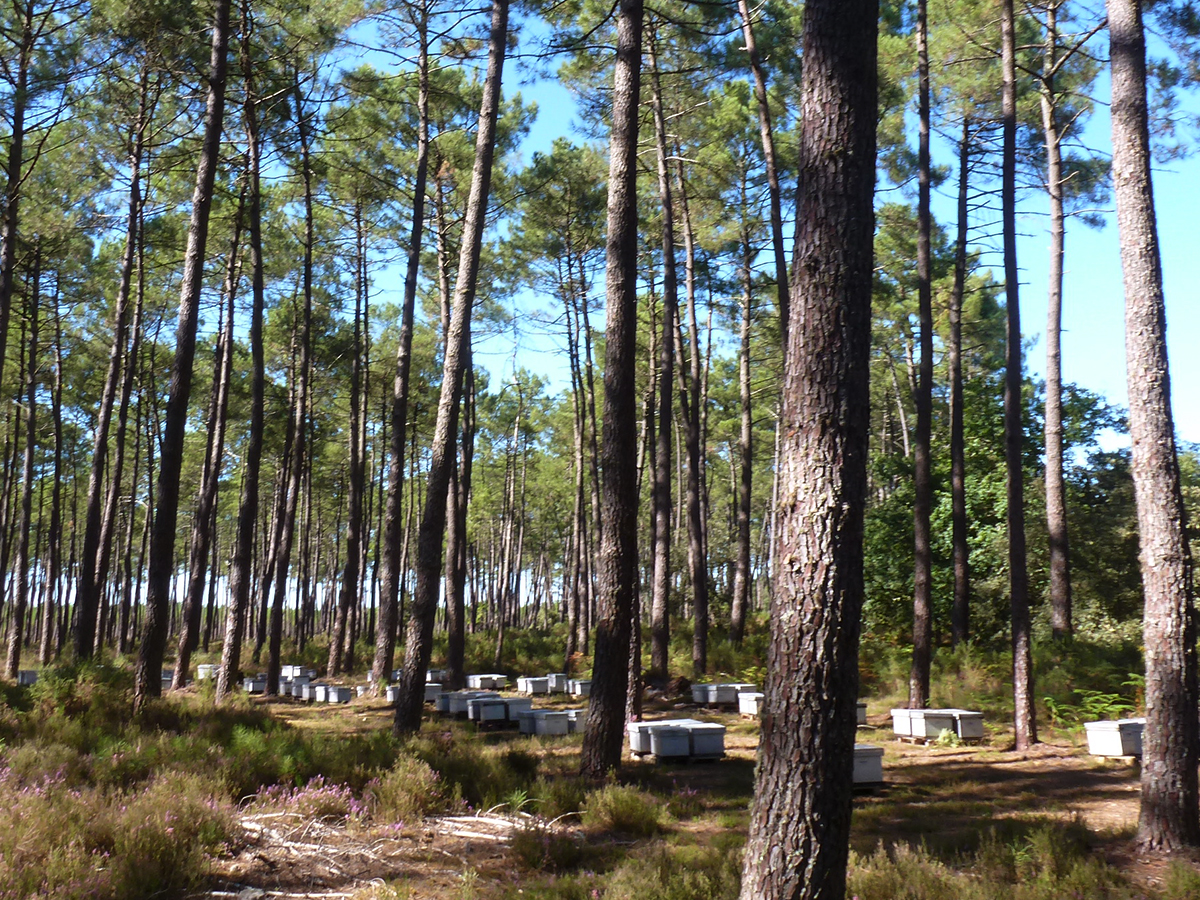 La forêt landaise - Gite des Landes de BoutouraGite des Landes de Boutoura