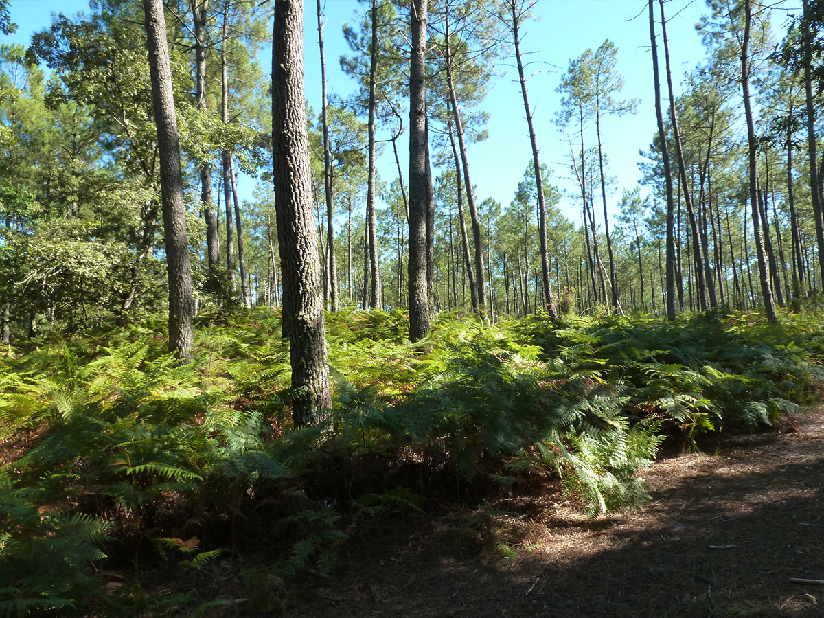 Photos du gite et des paysages landaisGite des Landes de Boutoura