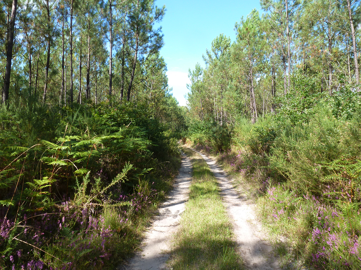 La forêt landaise - Gite des Landes de BoutouraGite des Landes de Boutoura