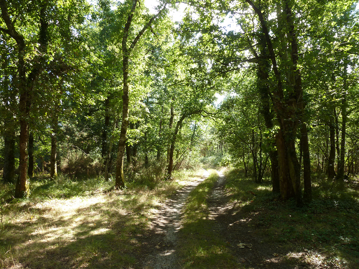 La forêt landaise - Gite des Landes de BoutouraGite des Landes de Boutoura